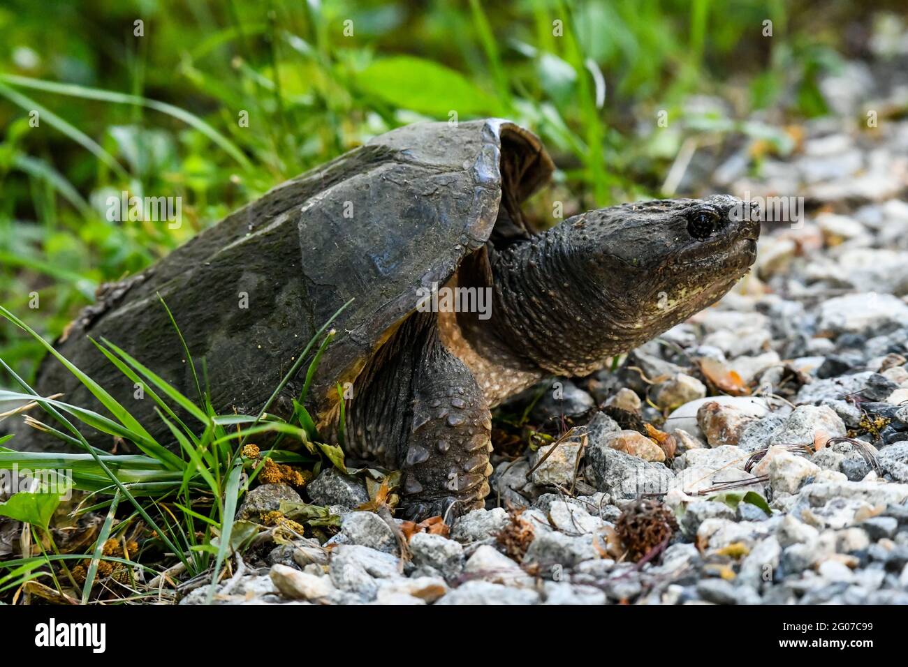 Building reptiles hi-res stock photography and images - Alamy