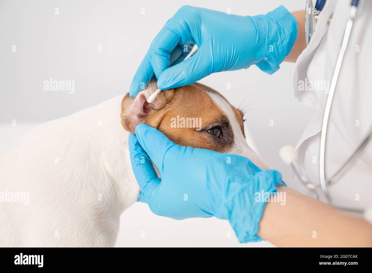 Vet cleans ears with a cotton swab to dog jack russell terrier on a ...