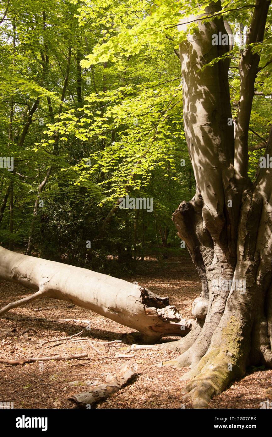 High Beach Epping Forest trees Stock Photo - Alamy