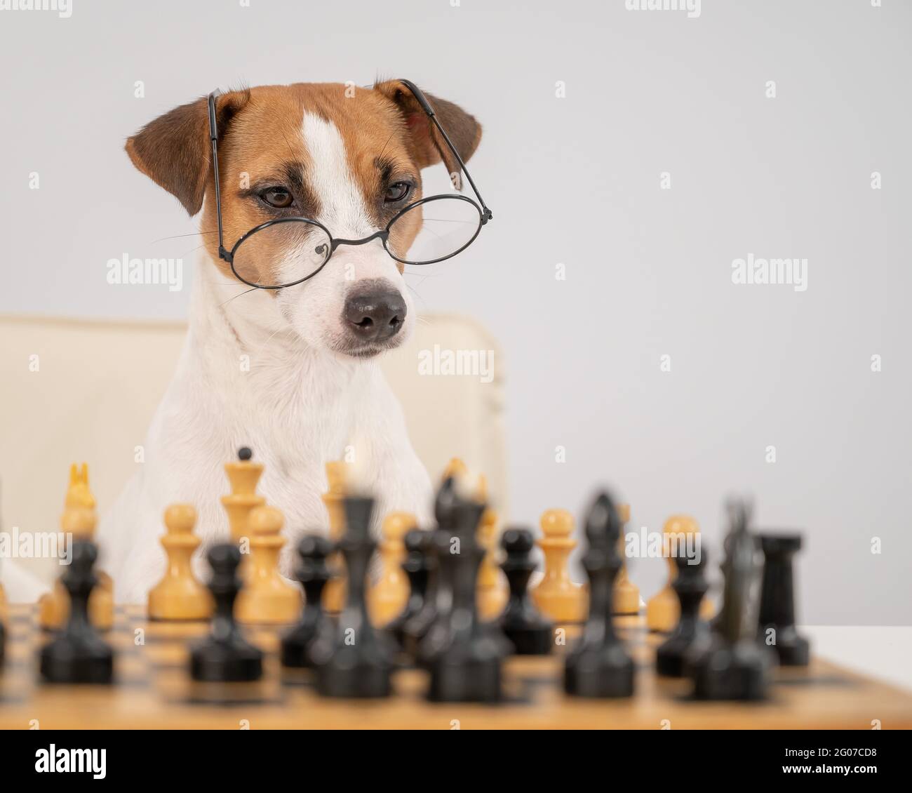 Smart dog jack russell terrier in glasses plays chess on a white ...