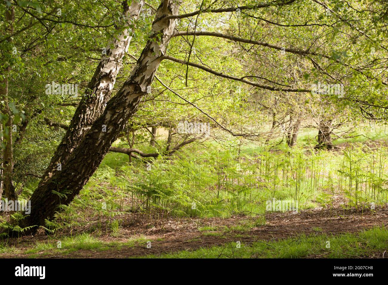 High beach epping forest hi-res stock photography and images - Alamy