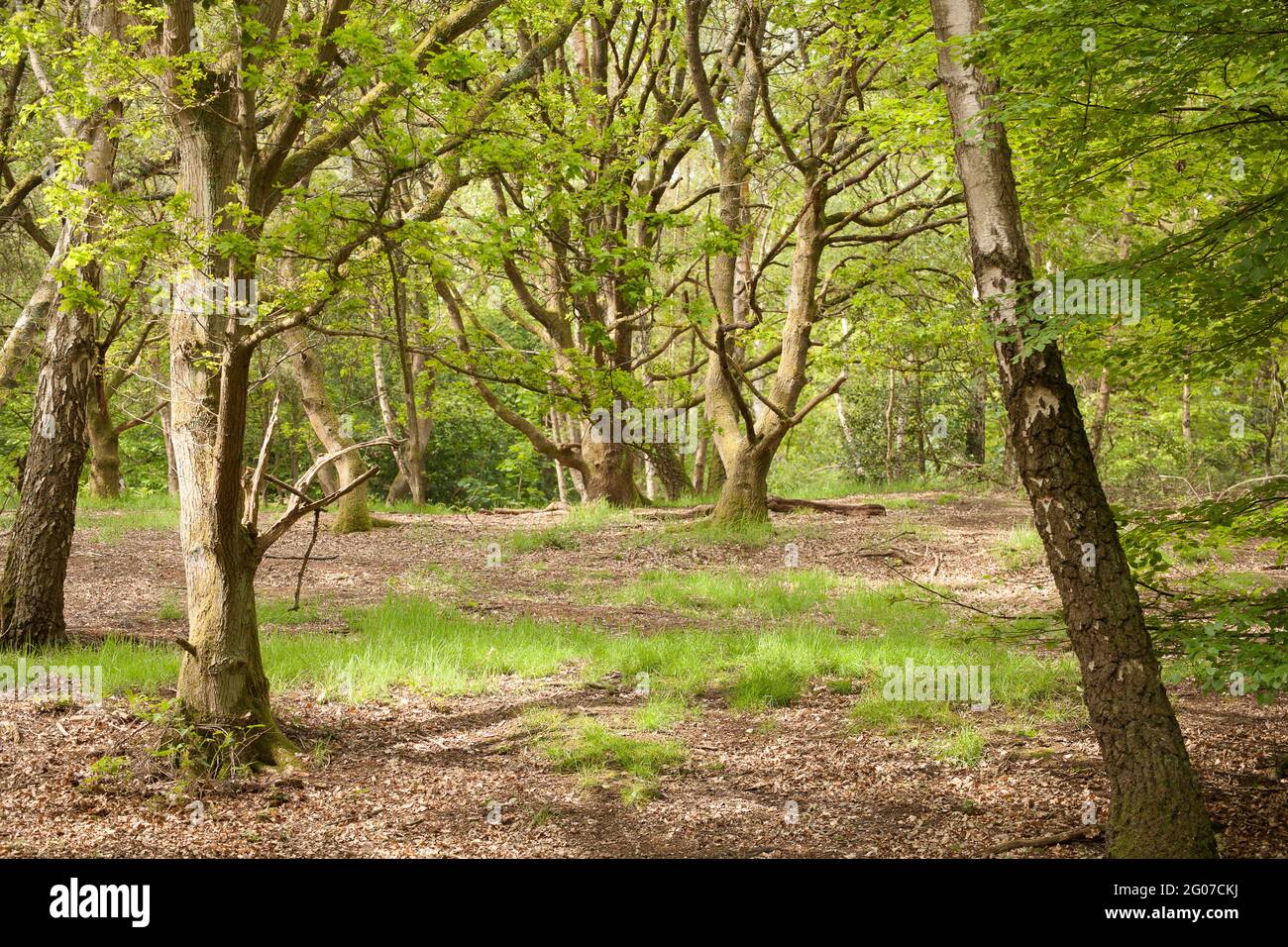 High Beach Epping Forest trees Stock Photo - Alamy