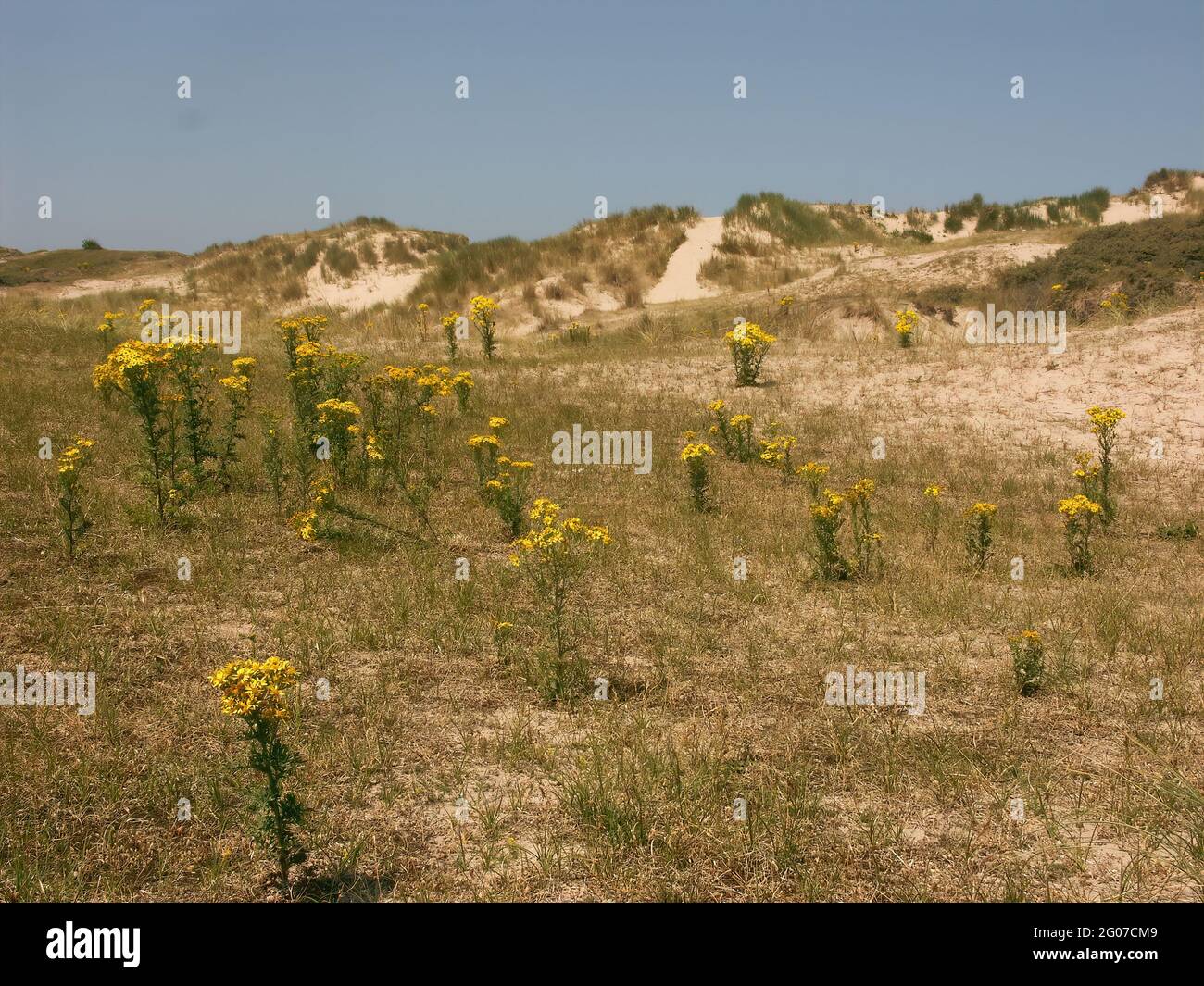 Scenic view yellow stinking willie flowers growing in an open field ...