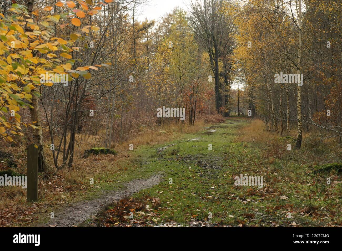 Natural view of a walking path in a forest around the fall period Stock ...