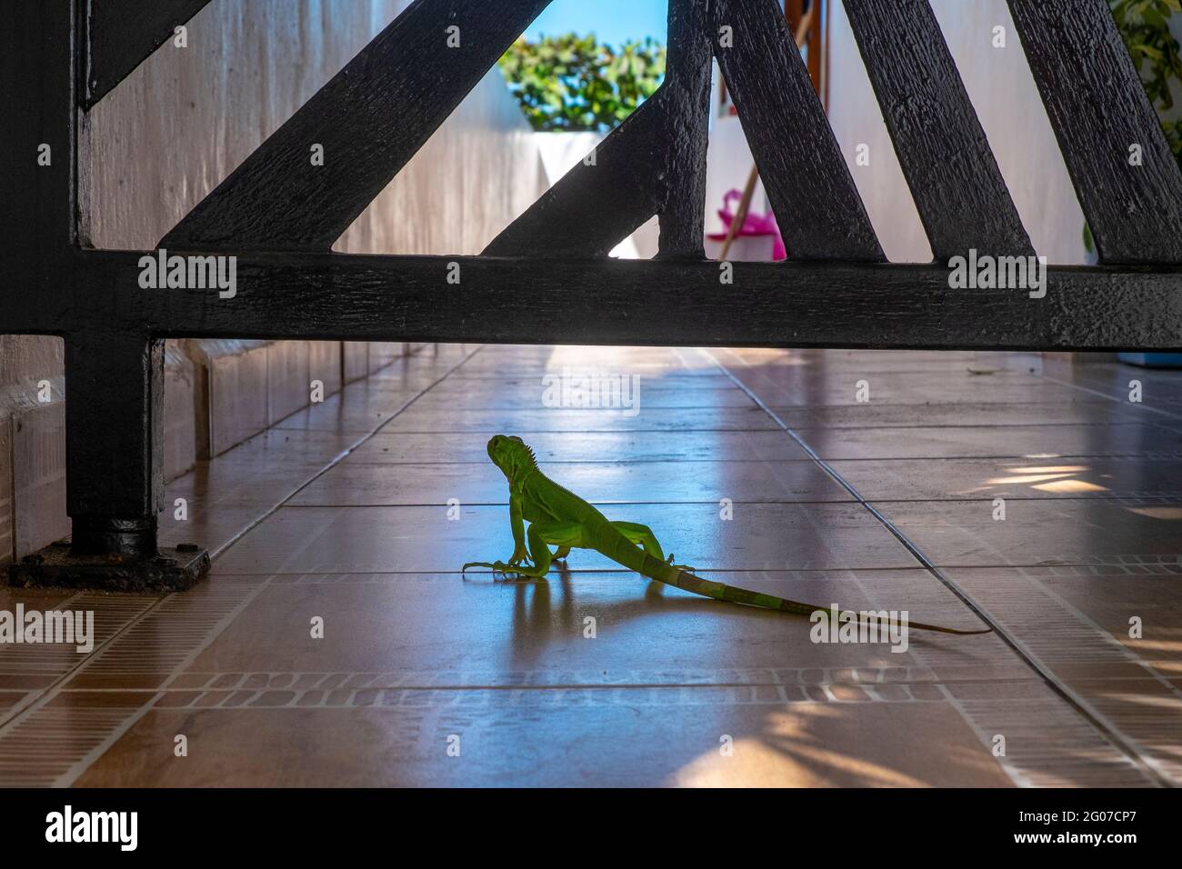 Small green iguana or lizard on a hotel room floor Stock Photo - Alamy