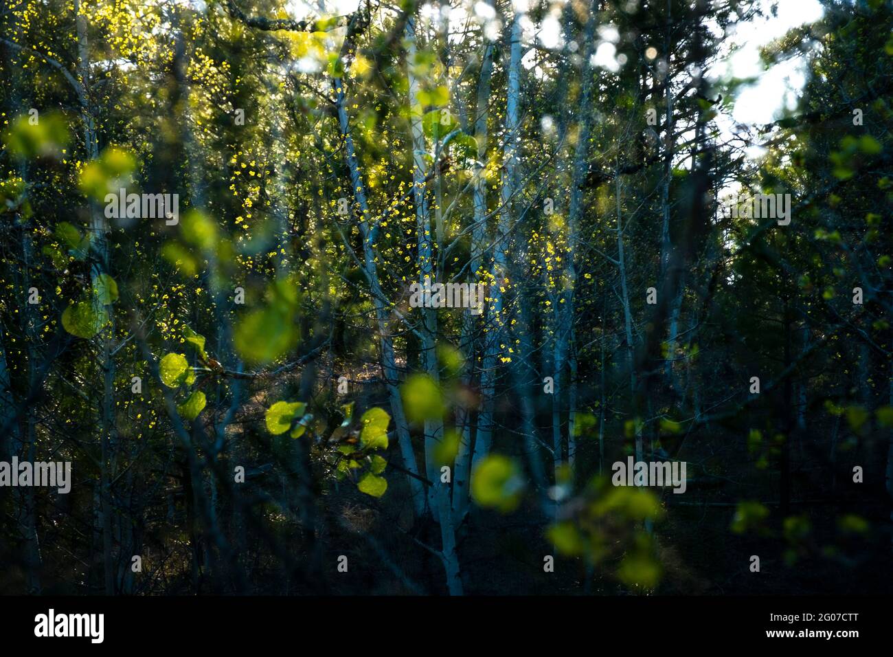 Aspen leaves in the spring, South San Juan Wilderness, Colorado, USA ...