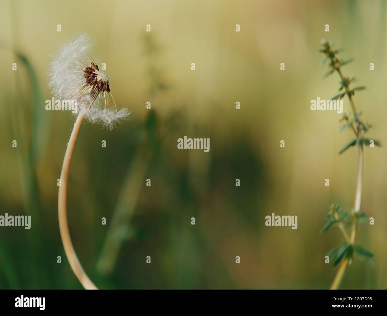 Soft focus of half a dandelion at a field with weeds Stock Photo - Alamy