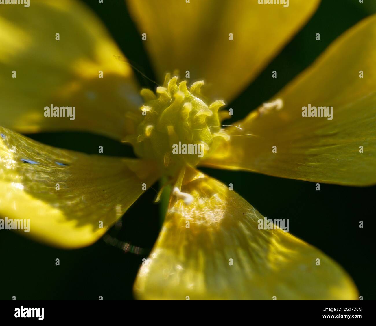 Flower with five petals hi-res stock photography and images - Alamy