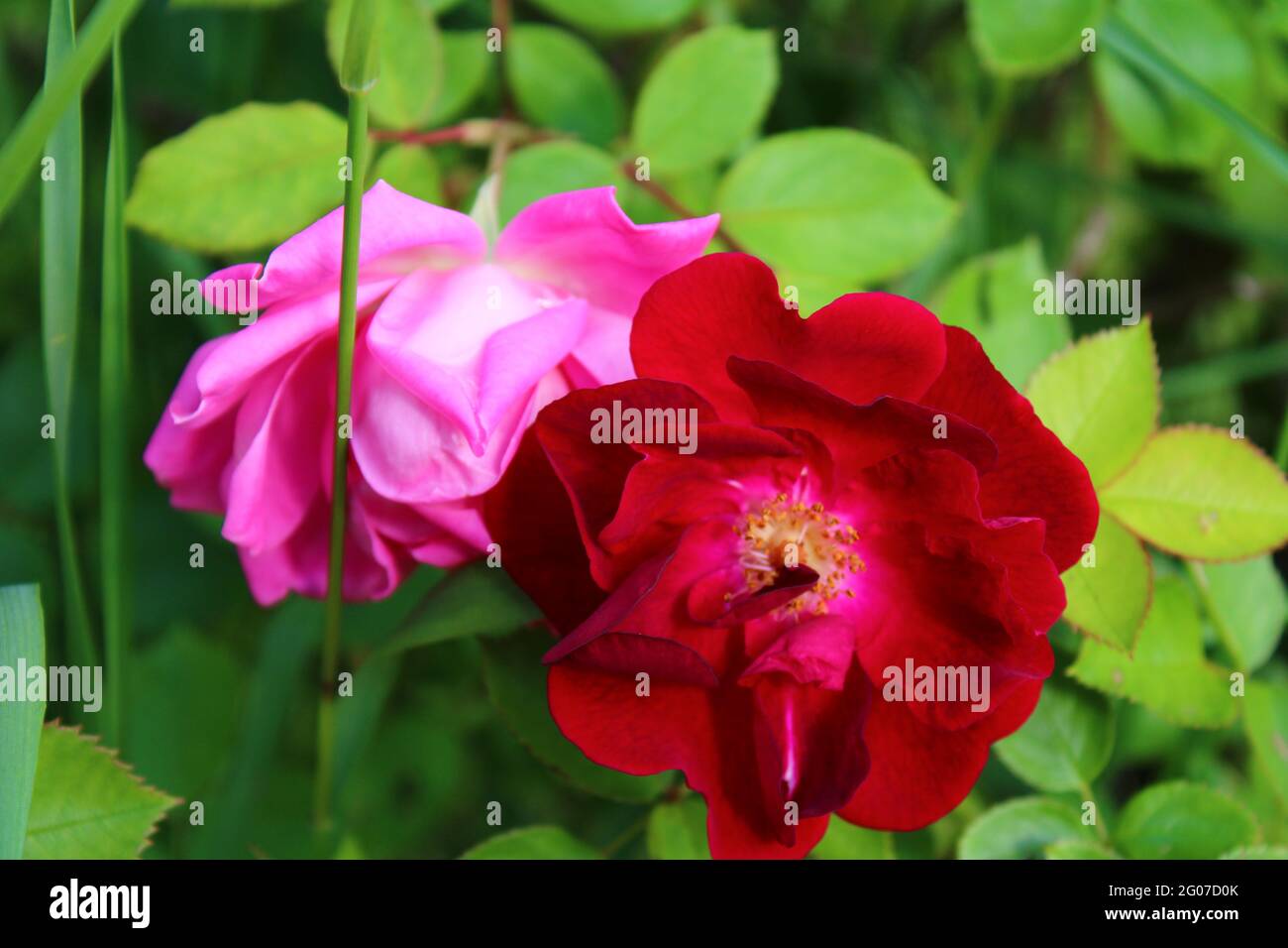 Selective focus shot of bright blooming rose flower in the garden Stock ...
