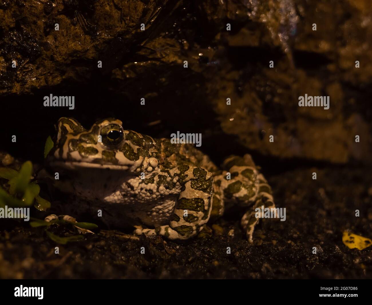 Jungle frogs hi-res stock photography and images - Alamy
