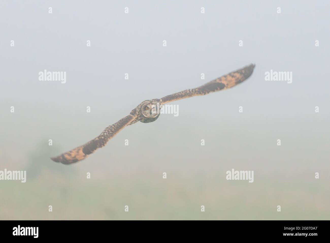 Short-eared owl flying in foggy / misty weather over fields at dusk ...