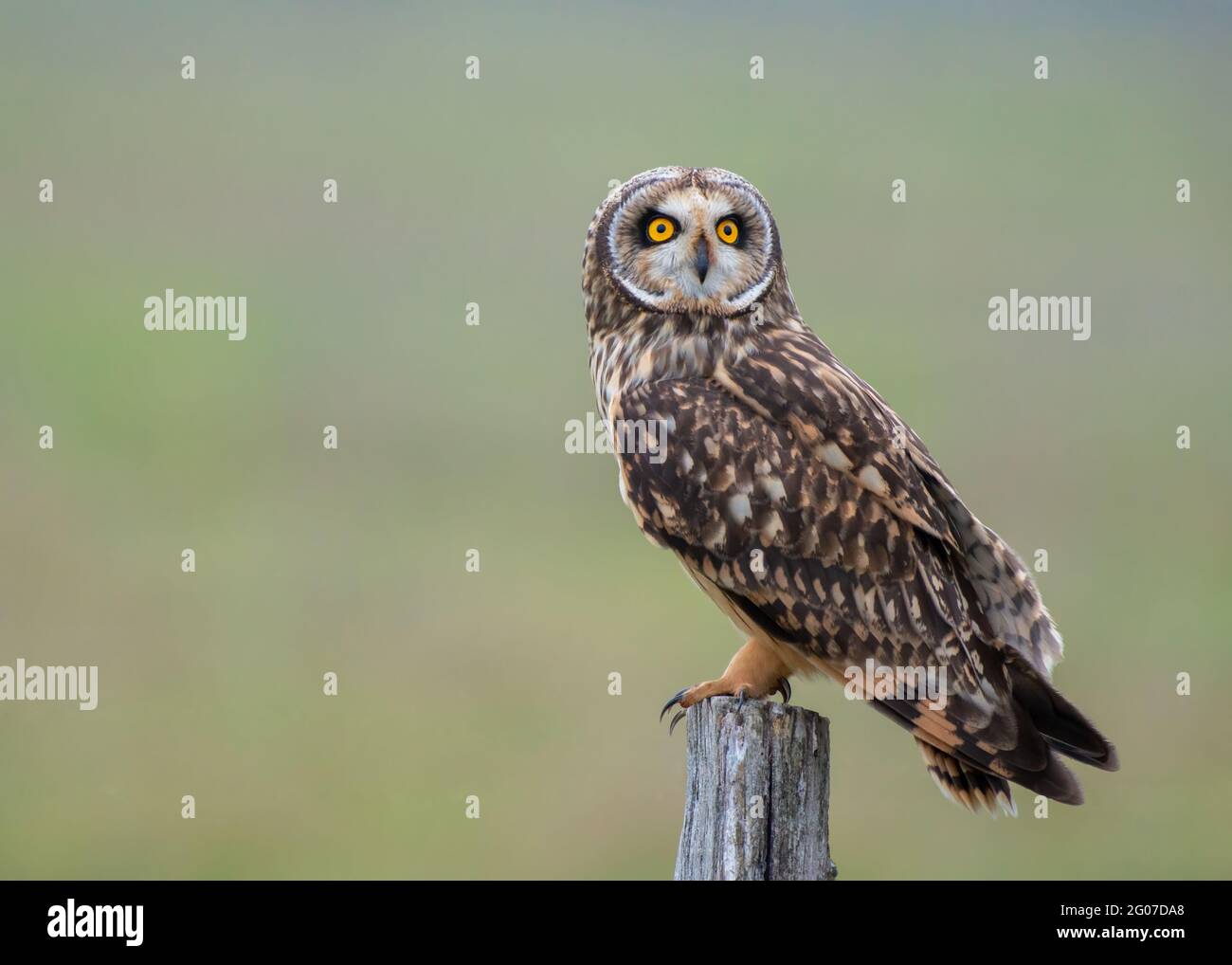 Short eared owl asio flammeus portrait hi-res stock photography and ...