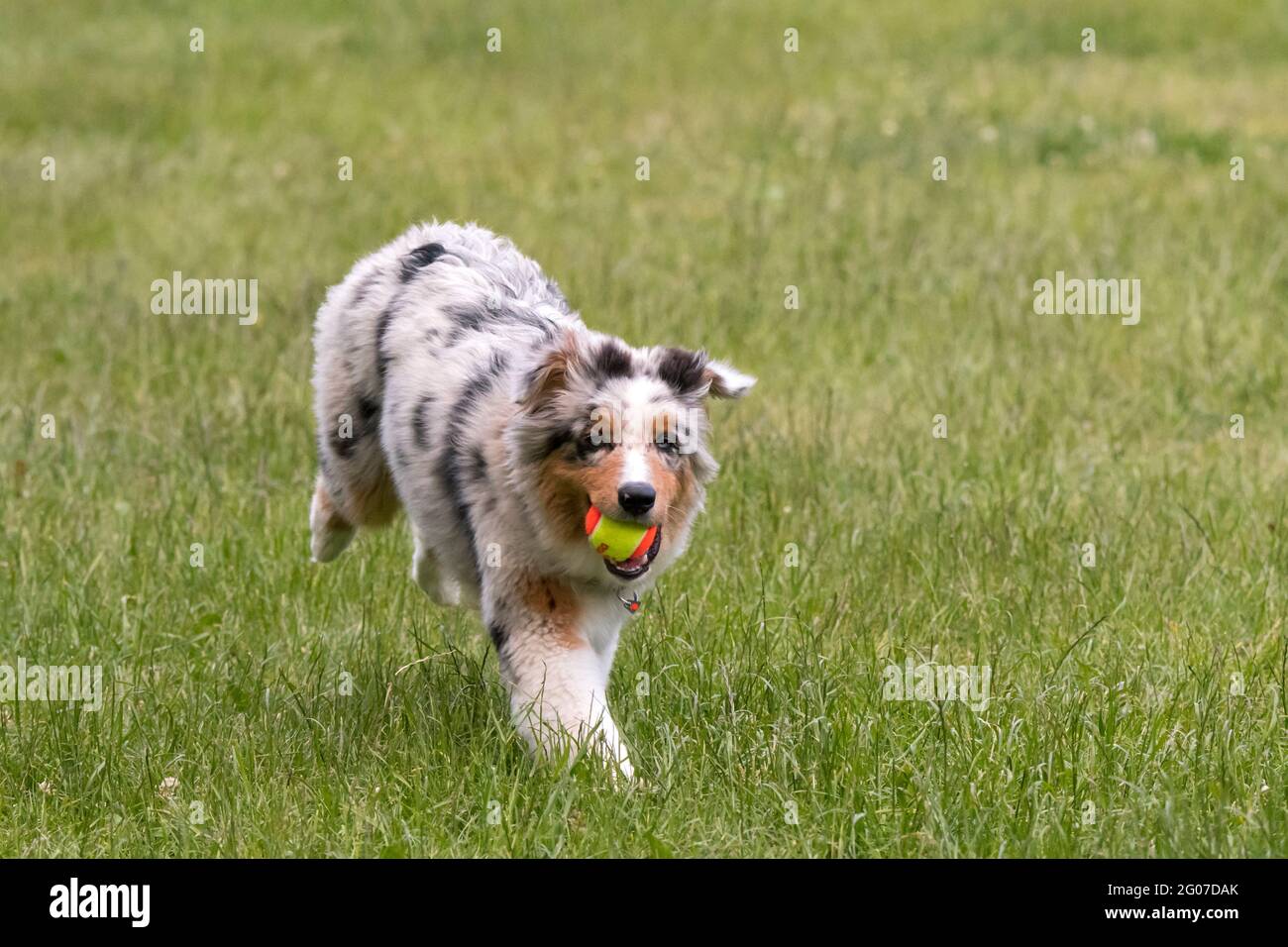 blue merle Australian shepherd puppy dog runs on the meadow of the ...