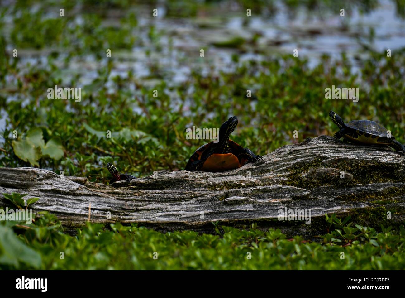 Eastern Painted Turtle Basking on Driftwood Stock Photo - Alamy
