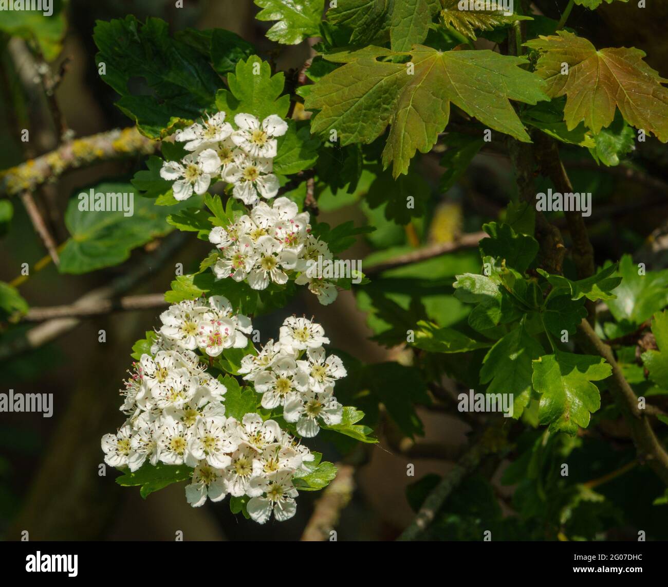 wild cherry (Prunus Avium) blossom with a beautiful white blossom in ...