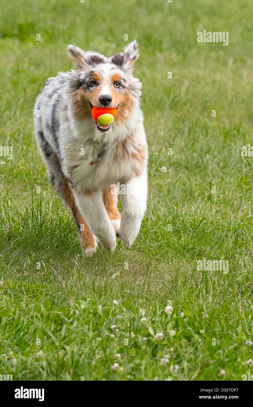 blue merle Australian shepherd puppy dog runs on the meadow of the ...