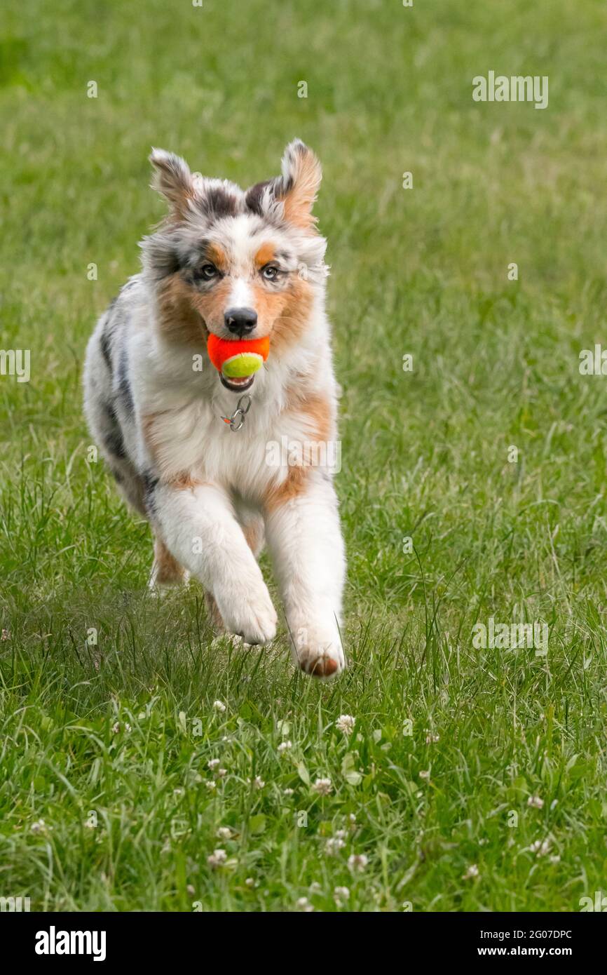 blue merle Australian shepherd puppy dog runs on the meadow of the ...