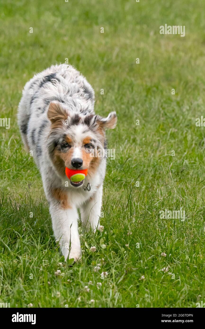 blue merle Australian shepherd puppy dog runs on the meadow of the ...