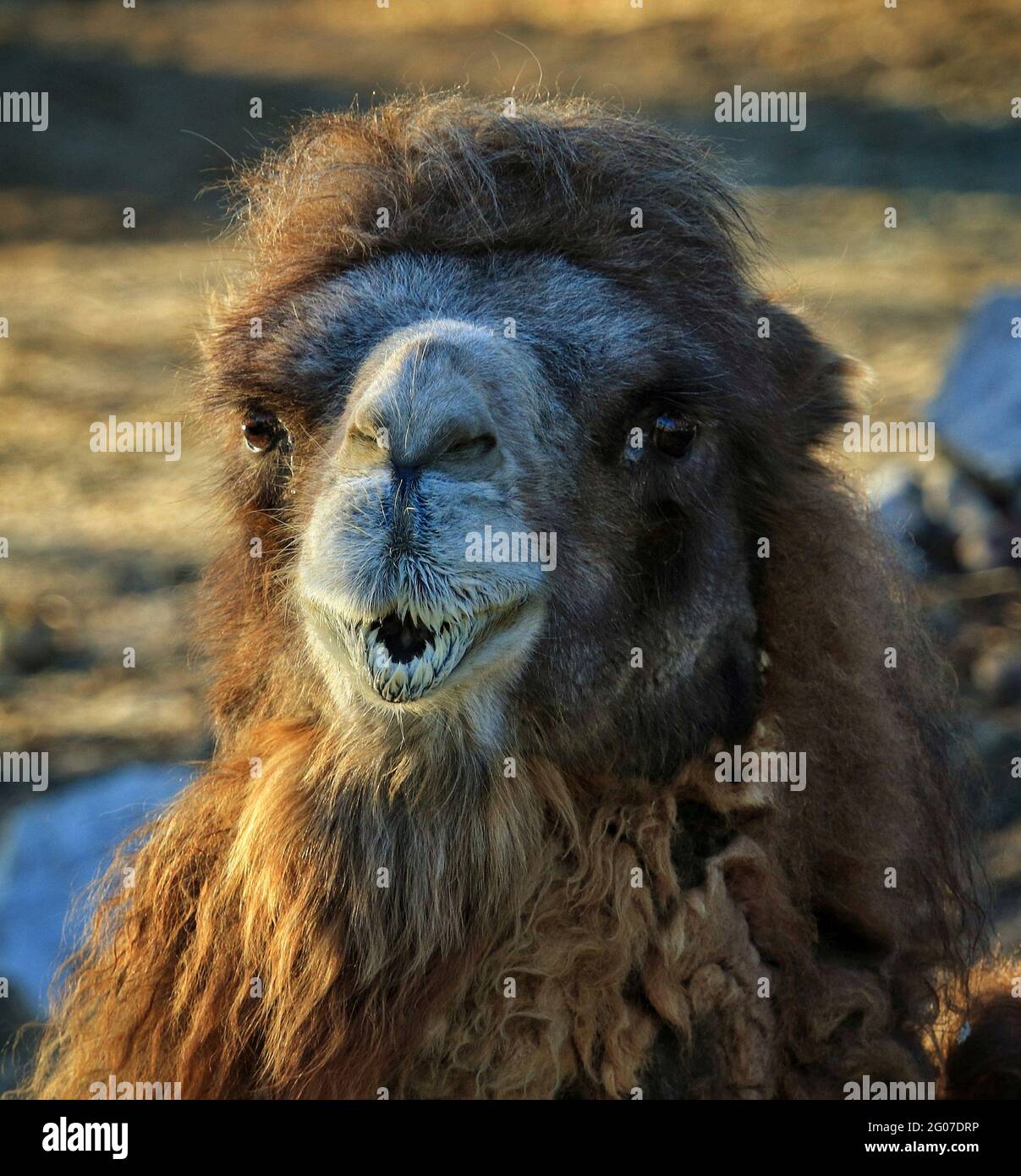 Closeup shot of a fluffy and furry camel captured in a zoo Stock Photo ...