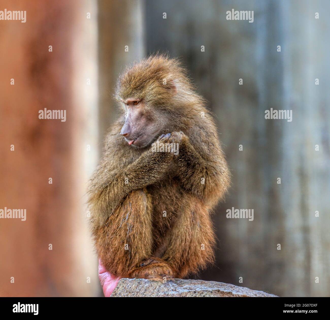 Cute little monkey sitting alone on the edge of a rocky cliff Stock ...