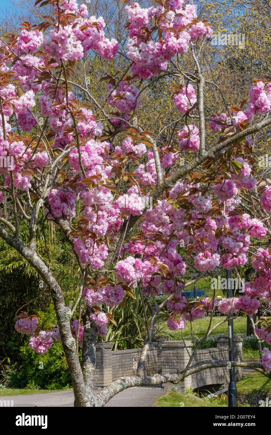 Ornamental tree beautiful hi-res stock photography and images - Alamy