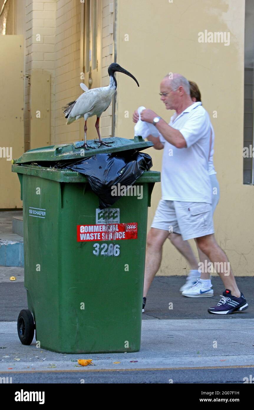 Australian Ibis (Threskiornis moluccus moluccus; adult scavenging from ...