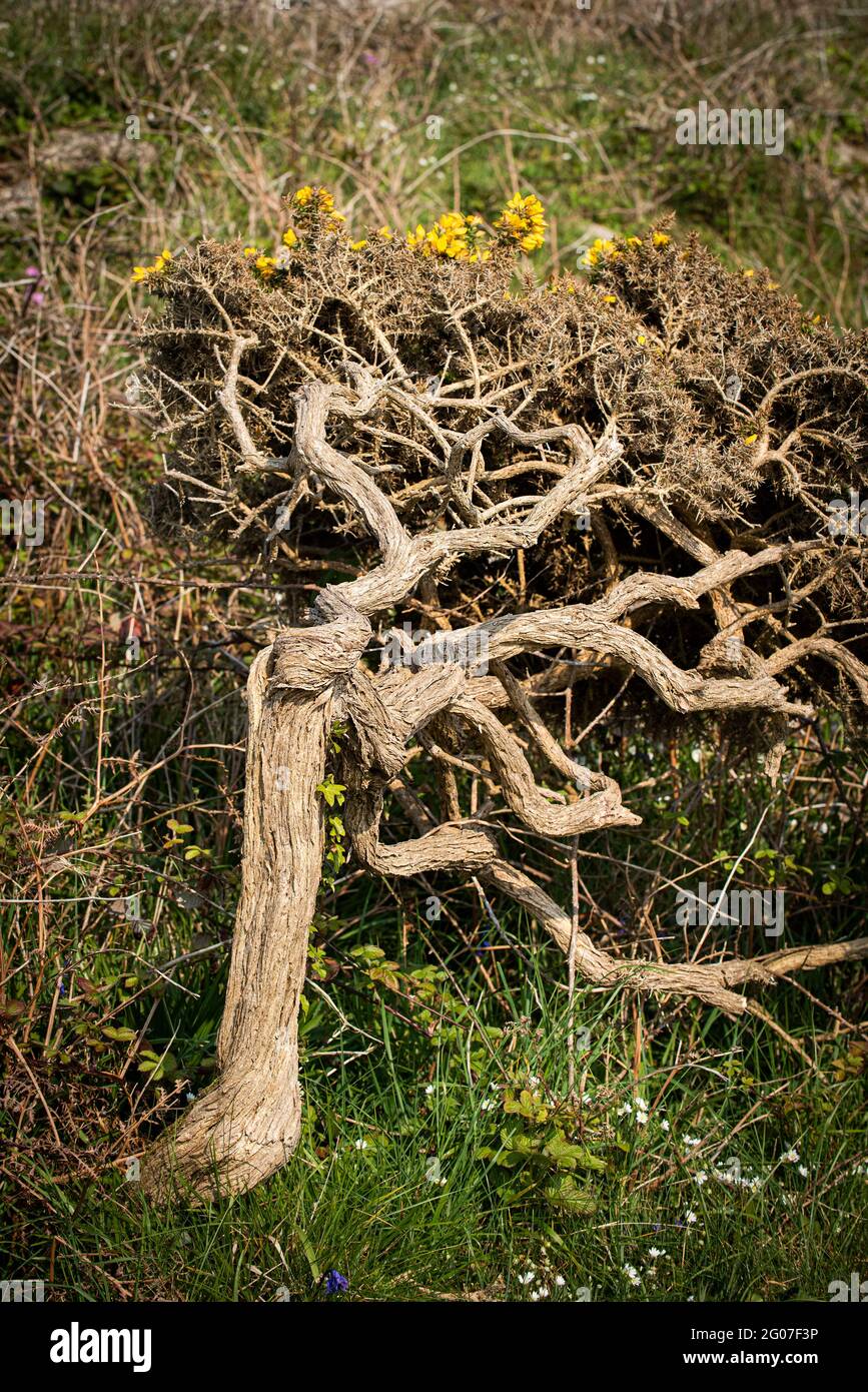 Gnarled plant hi-res stock photography and images - Alamy