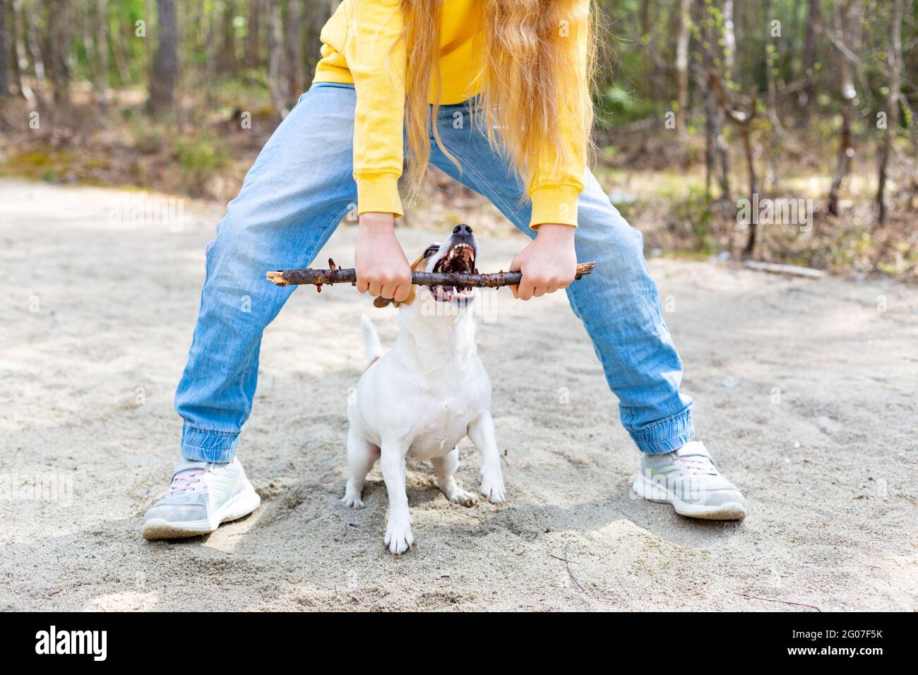 The dog grabbed the stick with its teeth. Friendship of a child and a ...