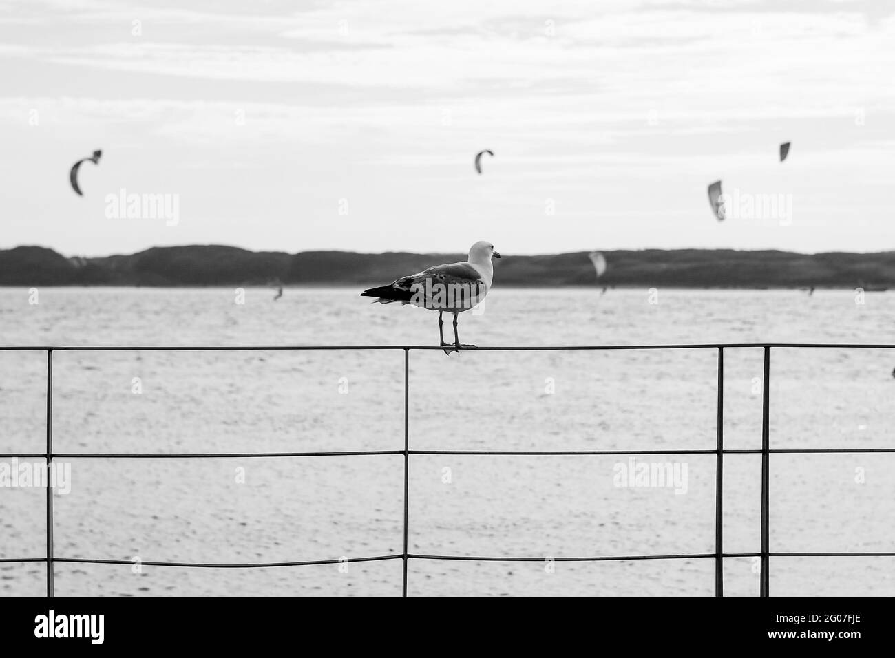Grayscale shot of a sad and lonely seagull watching other birds in ...