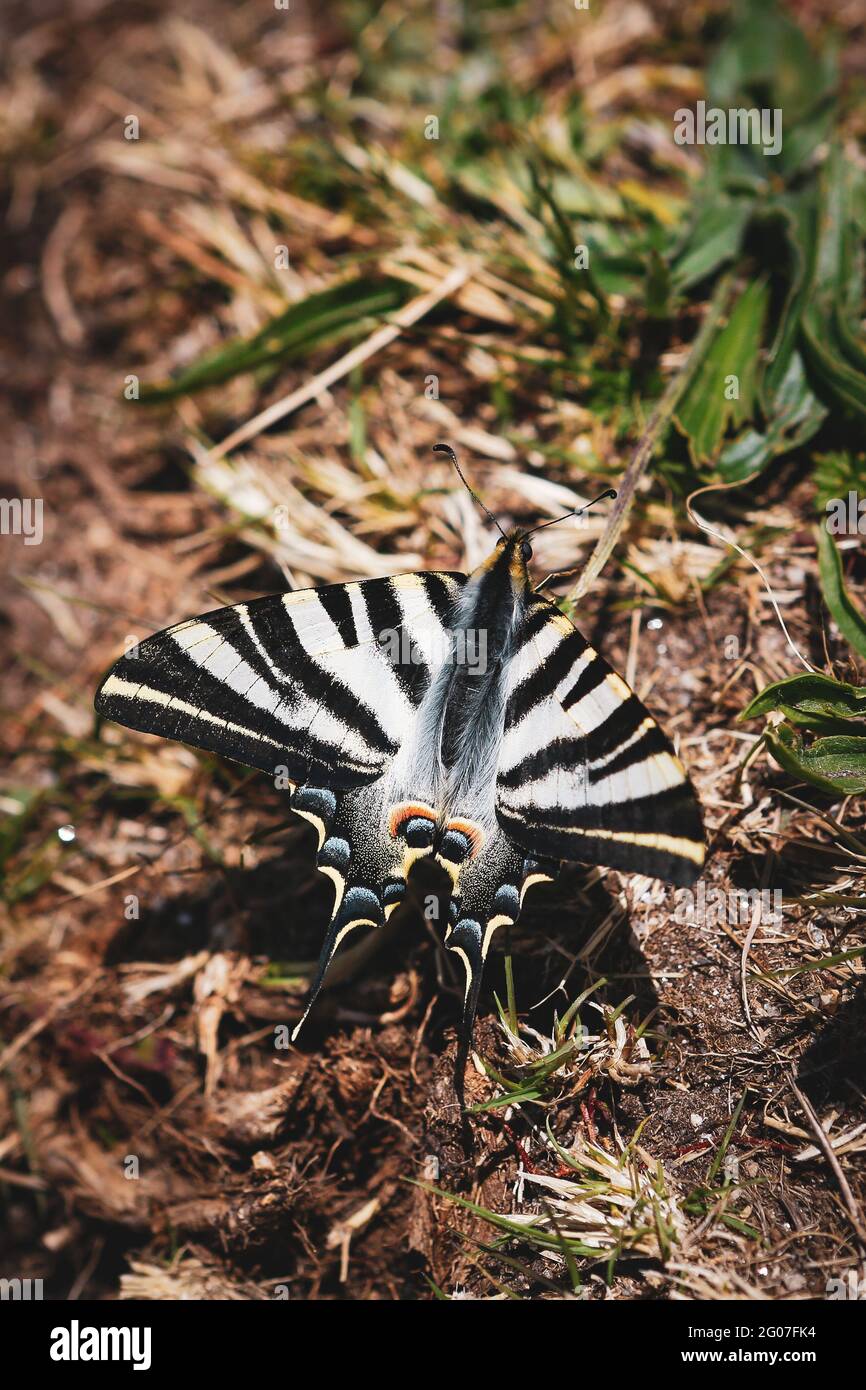 Dark zebra swallowtail hi-res stock photography and images - Alamy