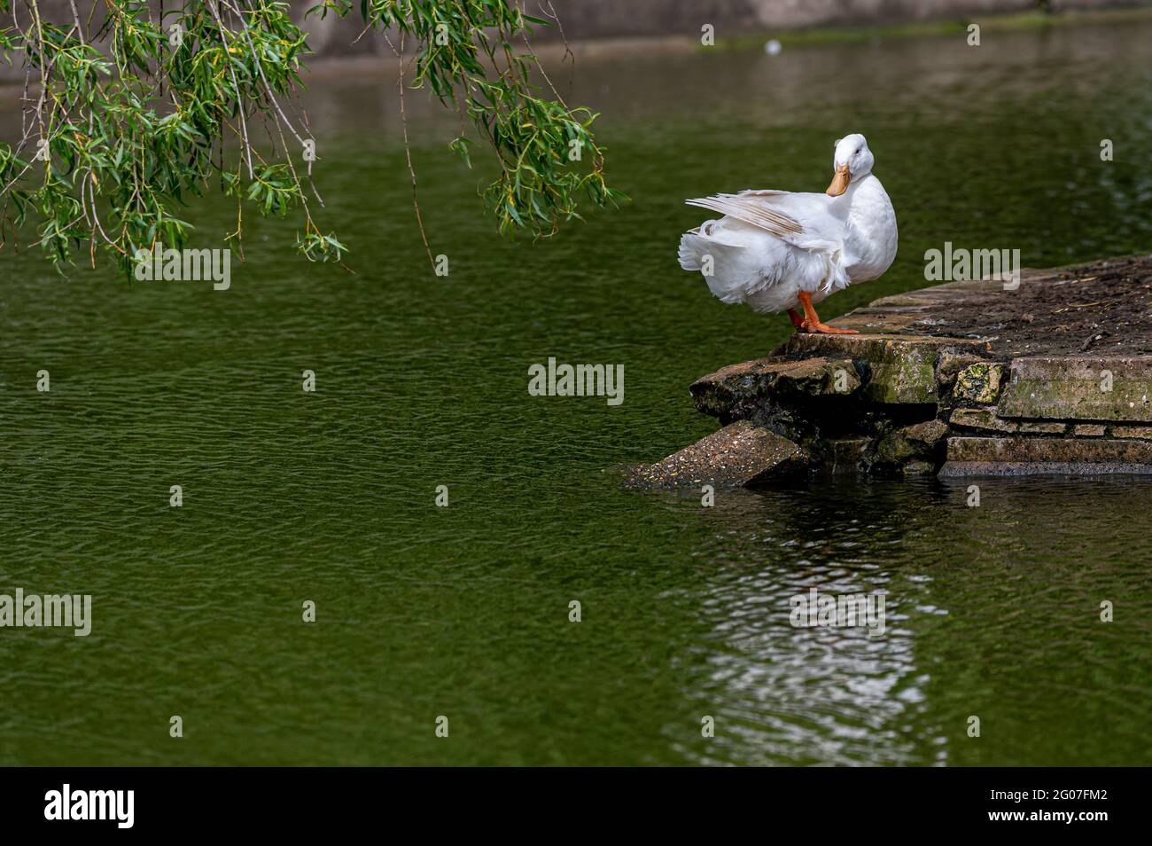 Itchy duck hi-res stock photography and images - Alamy