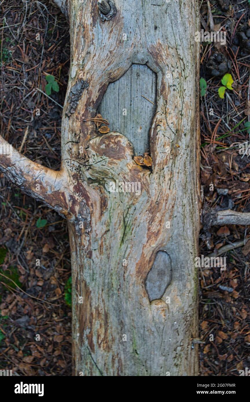 Closeup of the tree trunk on the ground Stock Photo - Alamy