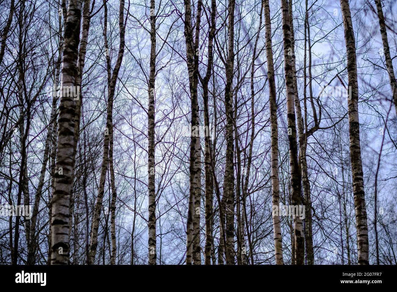 abstract tree trunk wall near open field and the forest borderline ...
