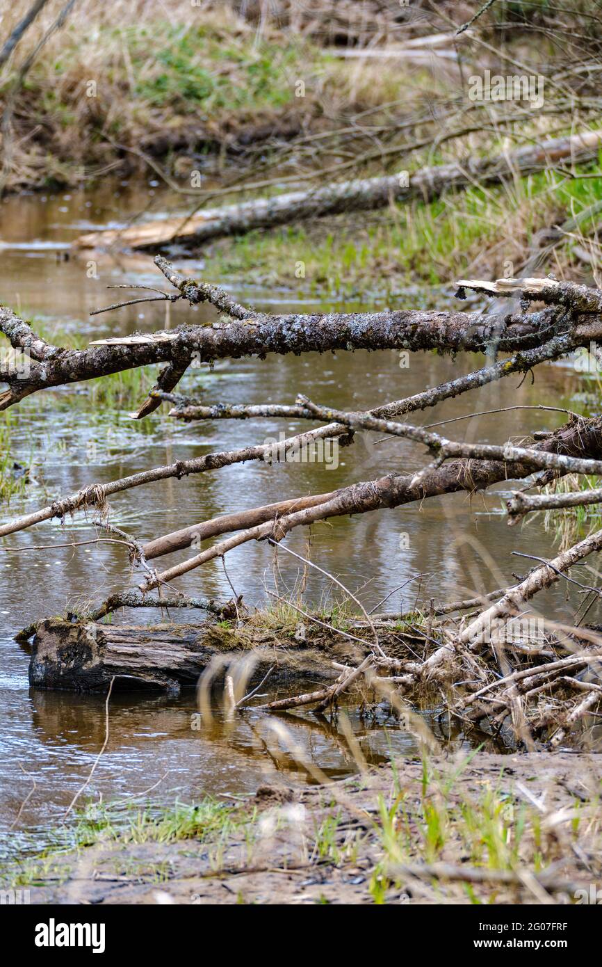 old fallen tree trunk stomp in wild forest with dry roots in the air ...