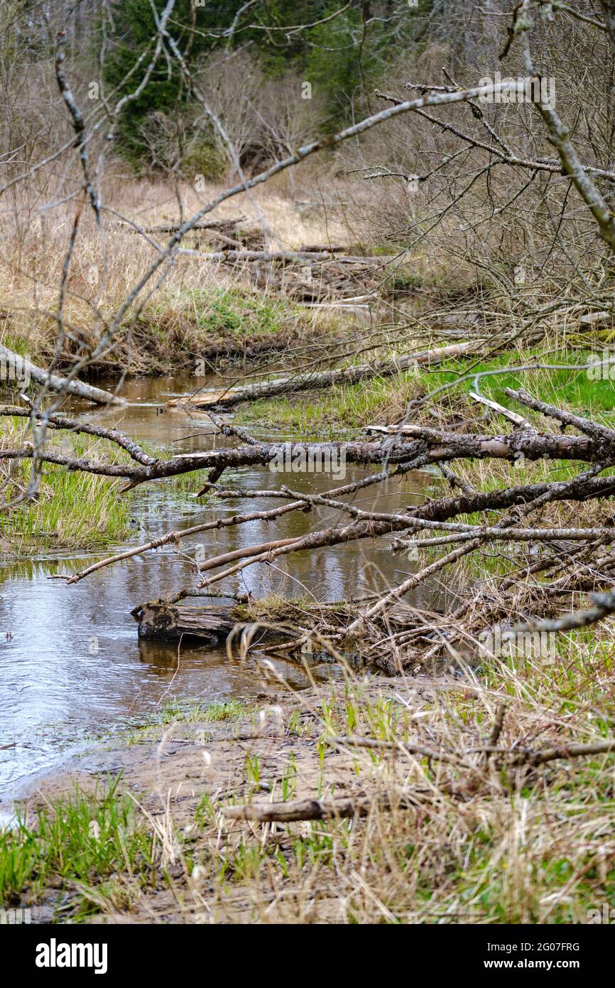 calm forest smal lriver with small waterfall from natural rocks. water ...