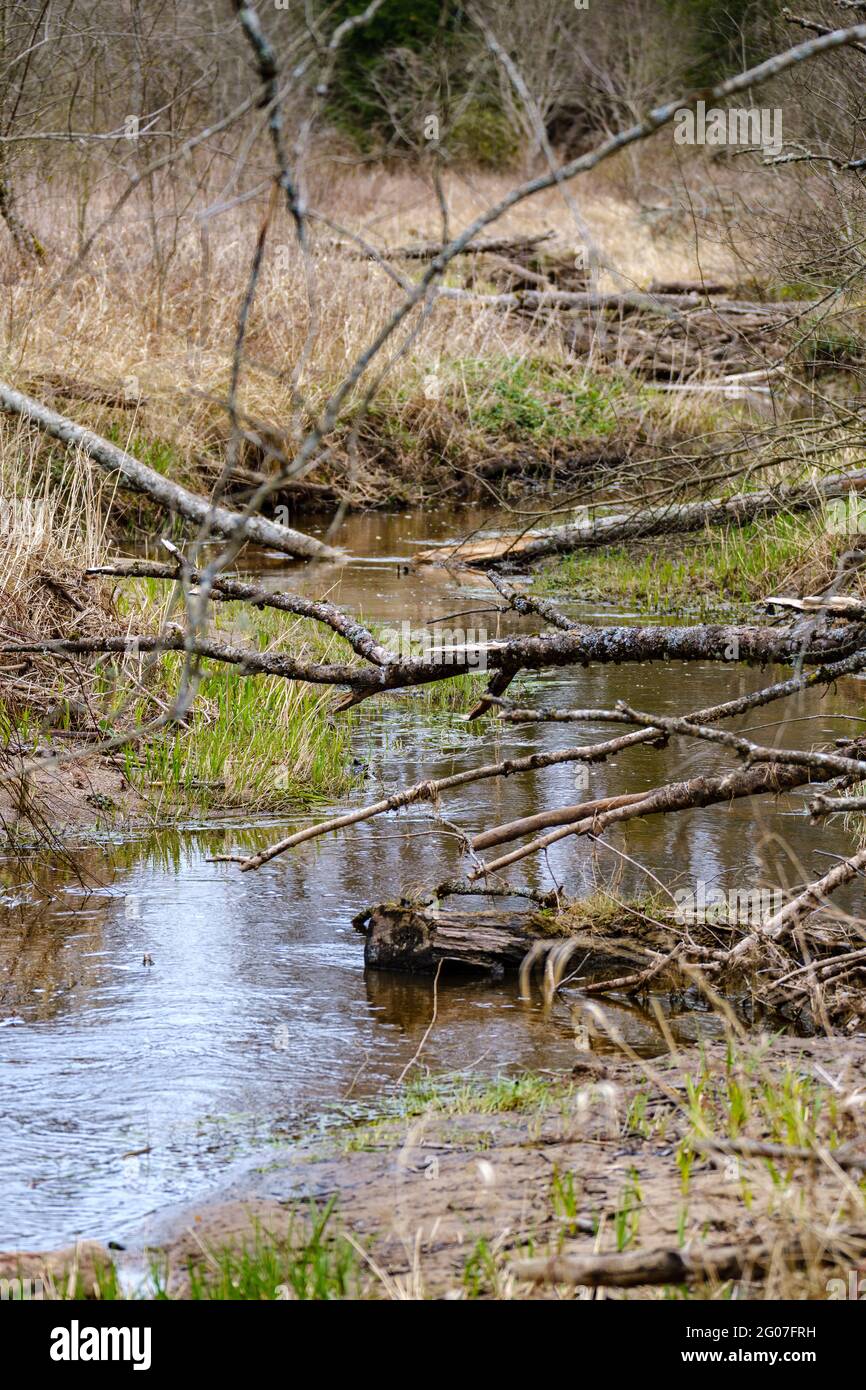 old fallen tree trunk stomp in wild forest with dry roots in the air ...