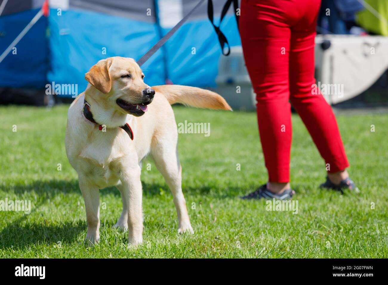 What Makes A Dog Show Quality