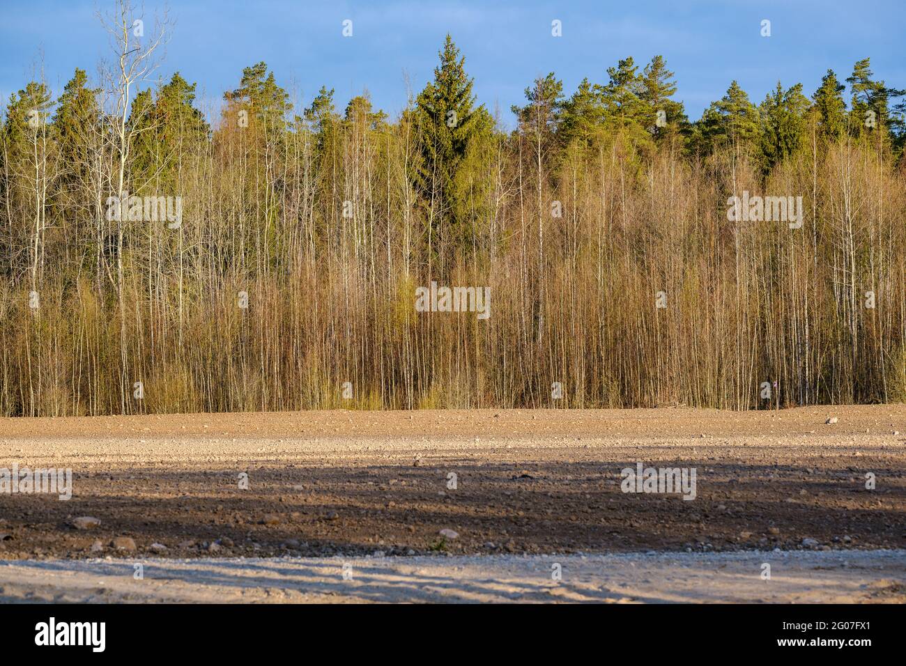 abstract tree trunk wall near open field and the forest borderline ...
