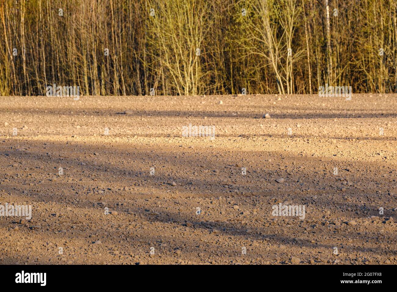 abstract tree trunk wall near open field and the forest borderline ...