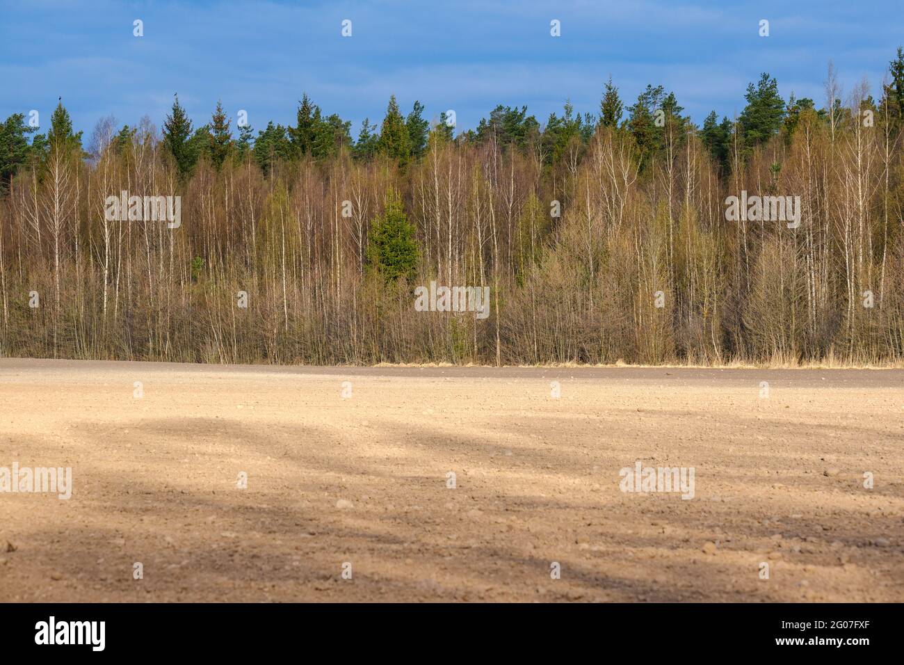 abstract tree trunk wall near open field and the forest borderline ...