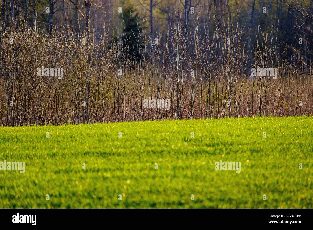 abstract tree trunk wall near open field and the forest borderline ...