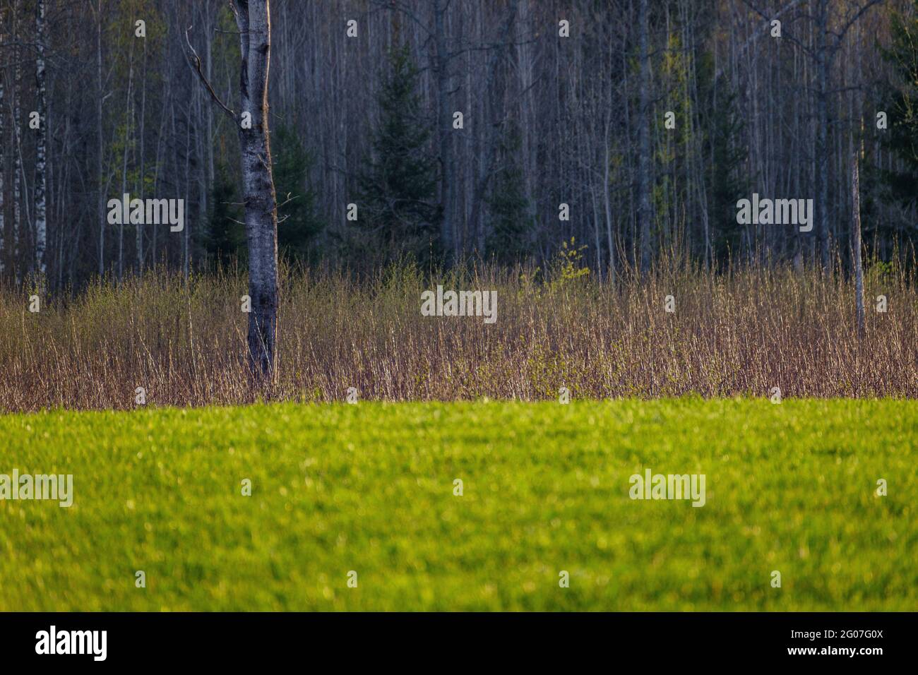 abstract tree trunk wall near open field and the forest borderline ...
