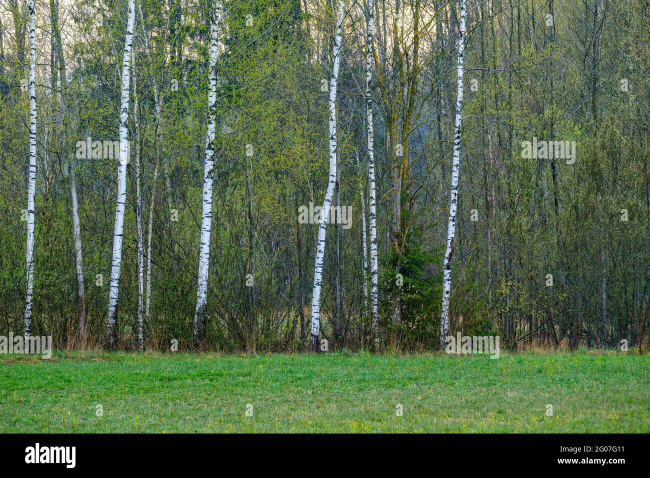 abstract tree trunk wall near open field and the forest borderline ...