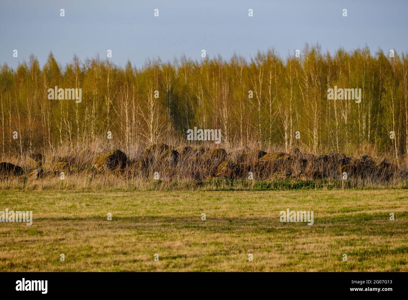abstract tree trunk wall near open field and the forest borderline ...