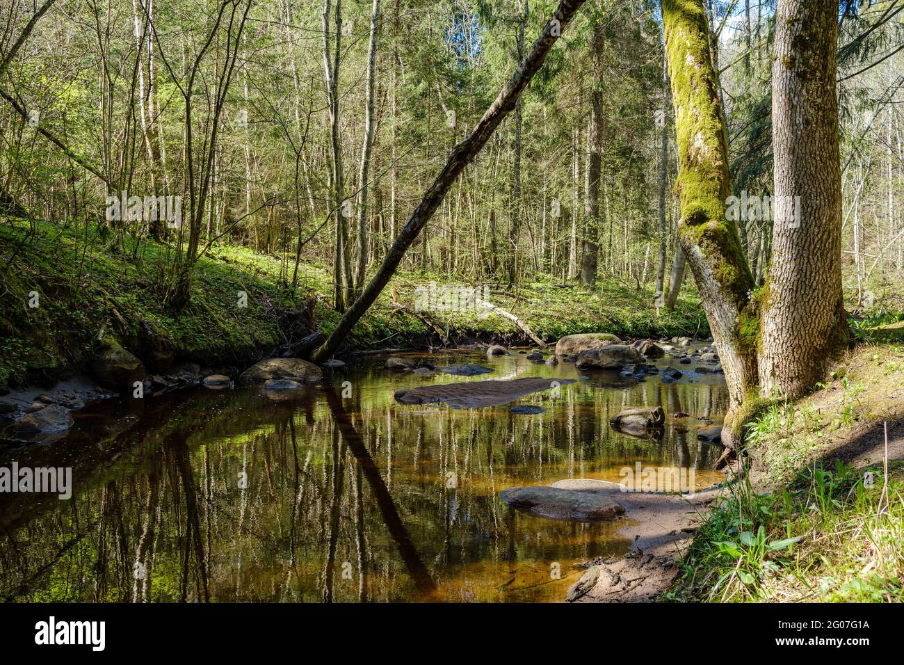 calm forest smal lriver with small waterfall from natural rocks. water ...