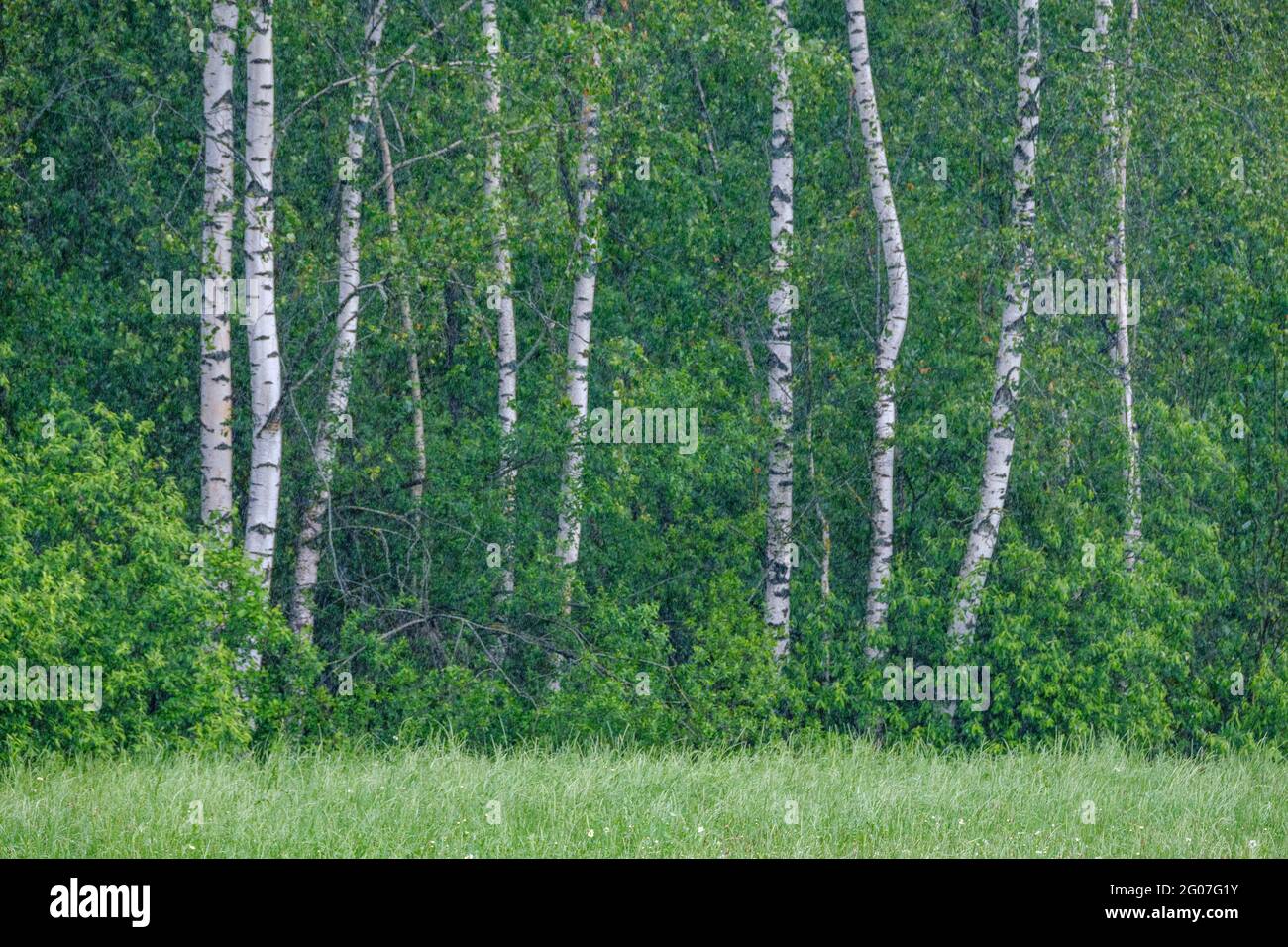 abstract tree trunk wall near open field and the forest borderline ...
