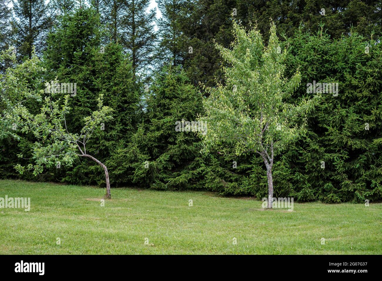 abstract tree trunk wall near open field and the forest borderline ...