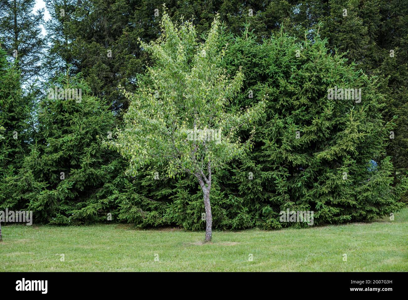 abstract tree trunk wall near open field and the forest borderline ...