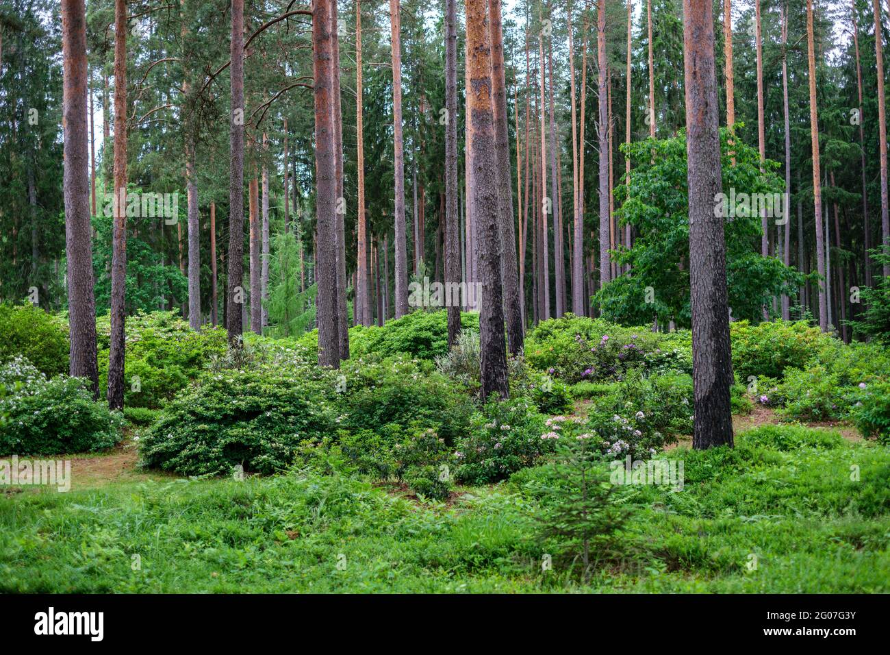 abstract tree trunk wall near open field and the forest borderline ...