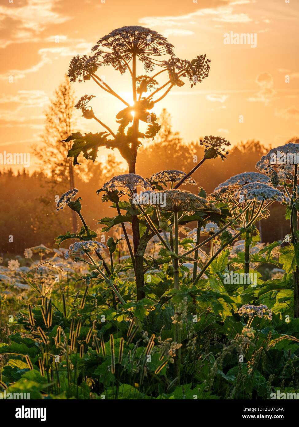 cow parsnip (Heracleum sosnowsky) field in bright sunset light in ...
